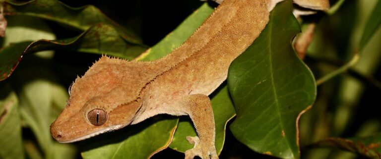 Crested Gecko – Reptilia Zoo
