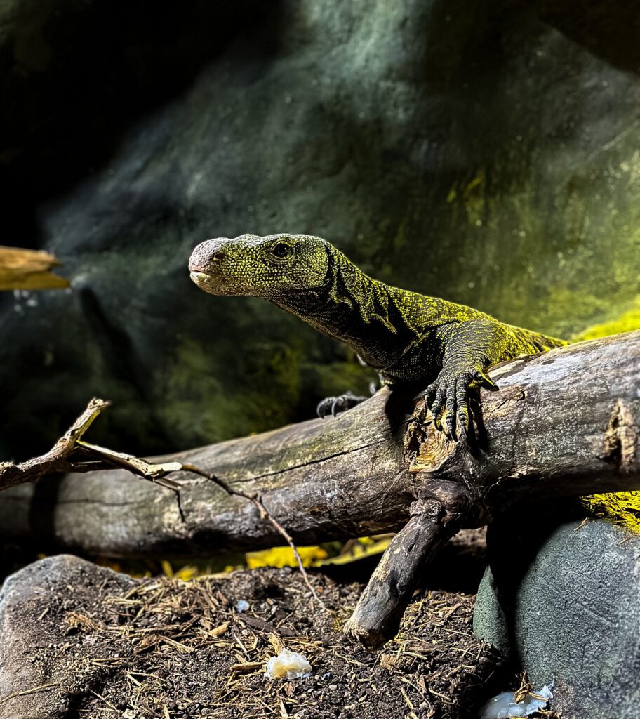 Meet The Animals - Reptilia Zoo
