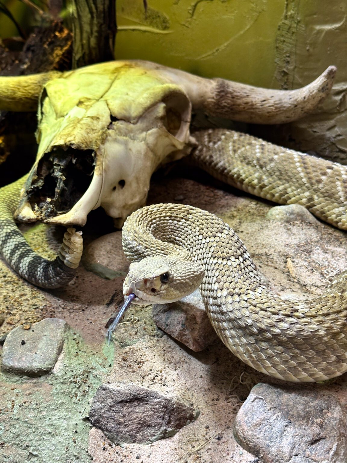 Meet The Animals – Reptilia Zoo