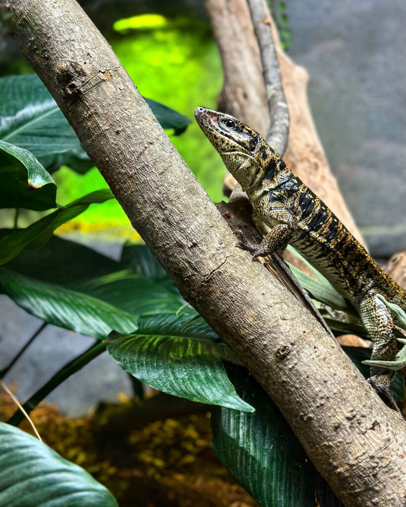 Meet The Animals – Reptilia Zoo