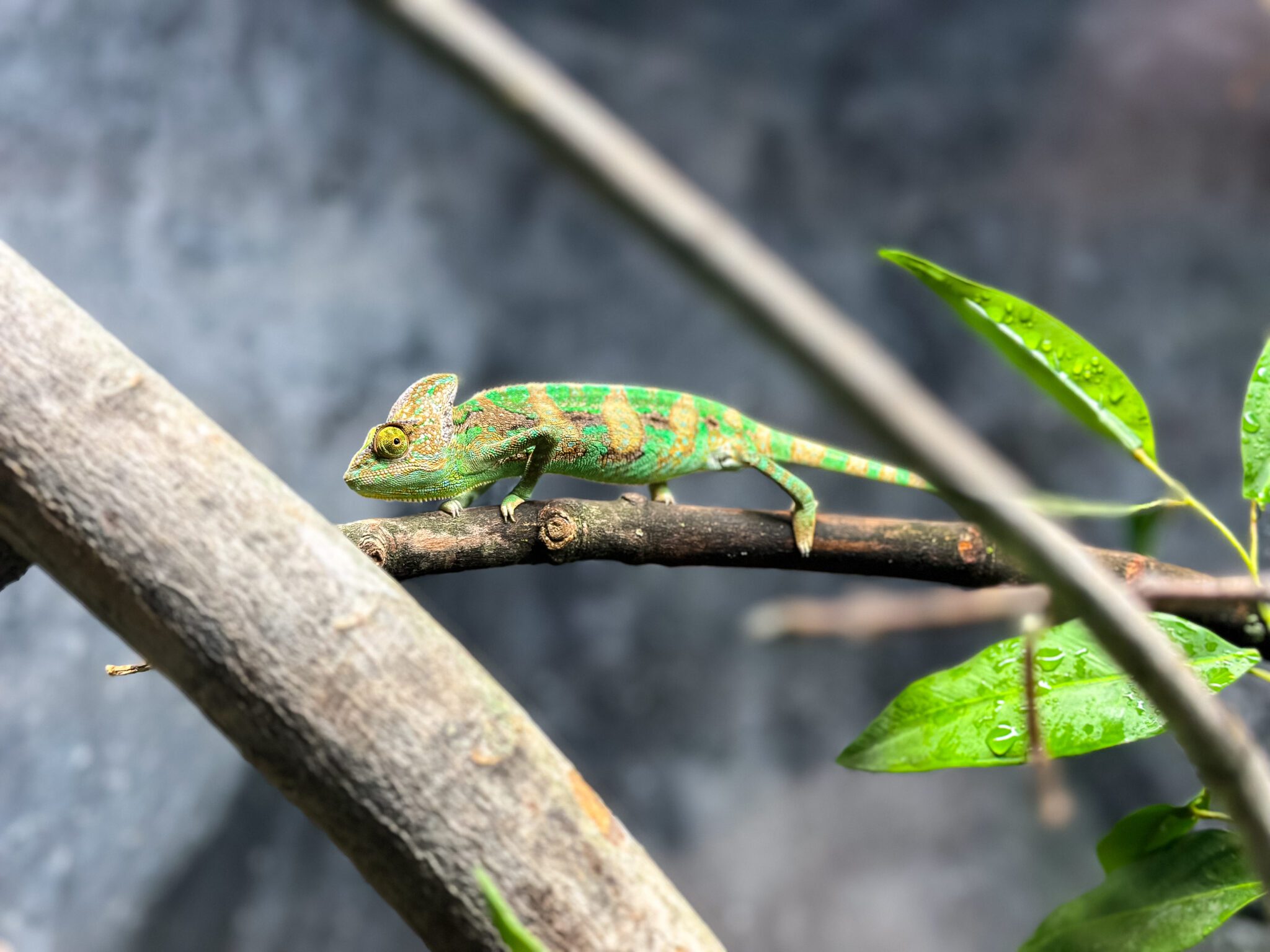 Meet The Animals – Reptilia Zoo