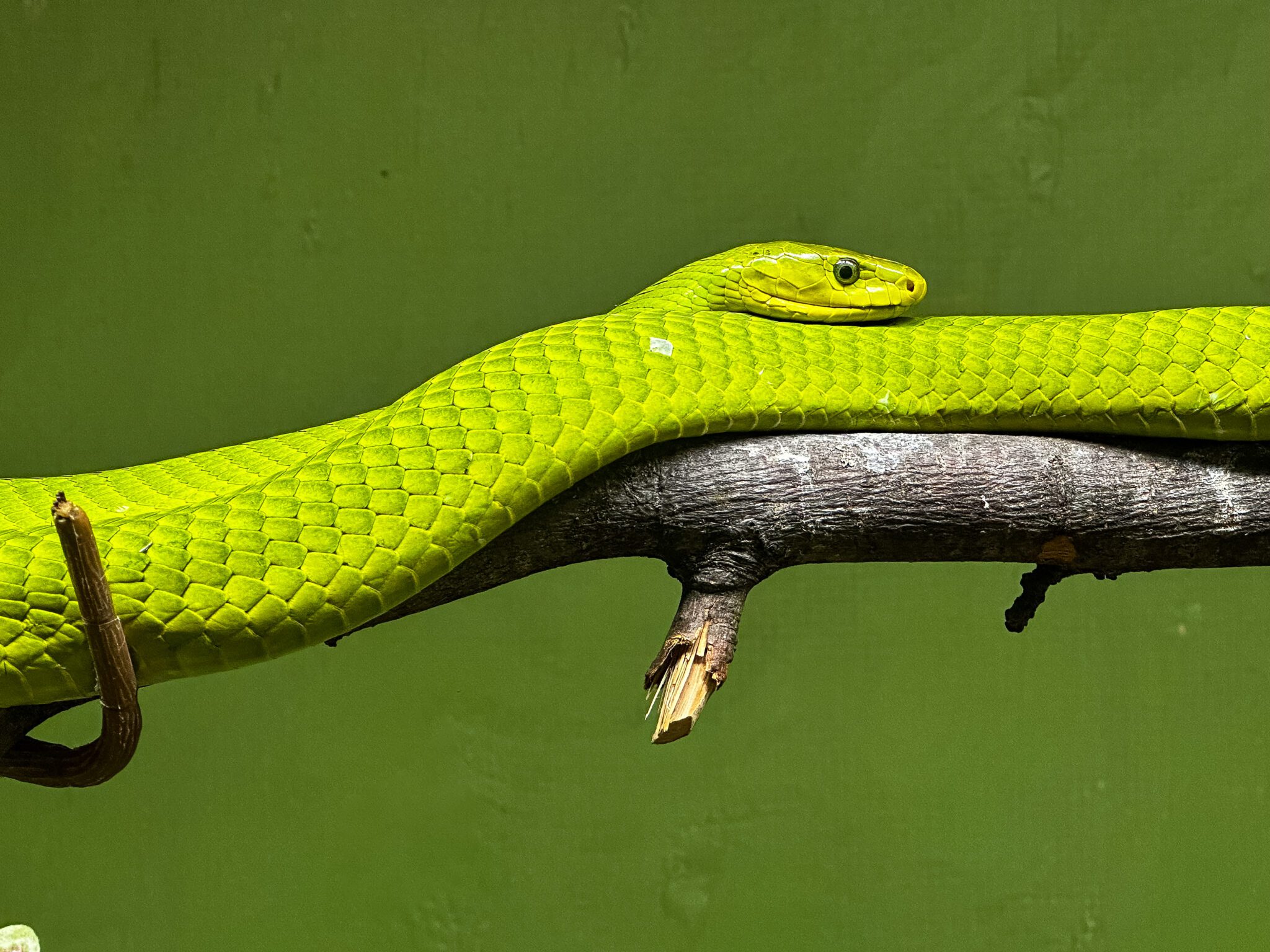 Meet The Animals – Reptilia Zoo