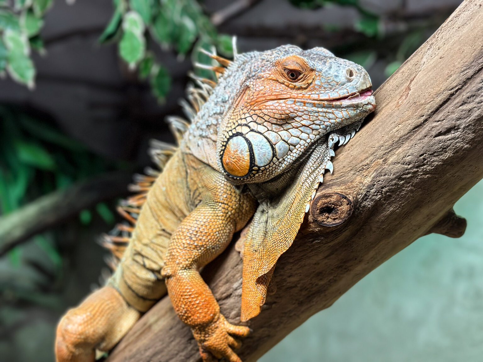 Meet The Animals – Reptilia Zoo