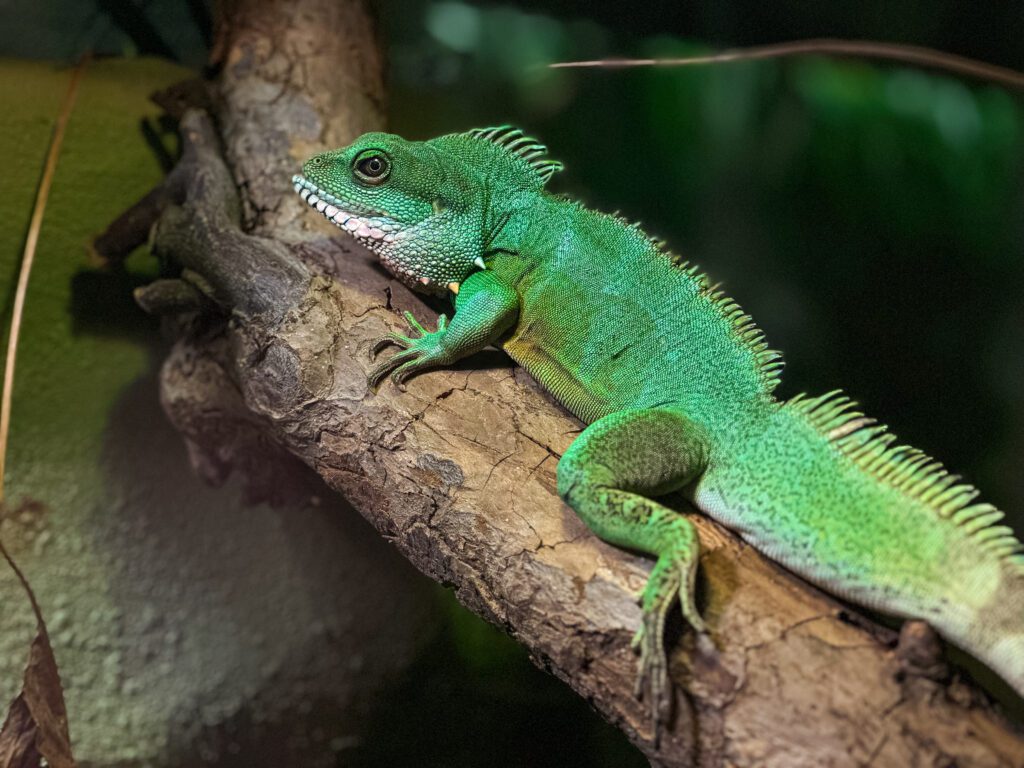 Meet The Animals – Reptilia Zoo