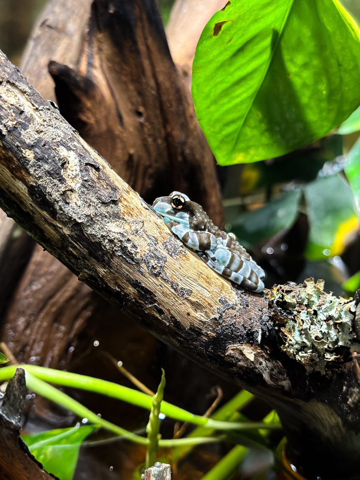Meet The Animals – Reptilia Zoo