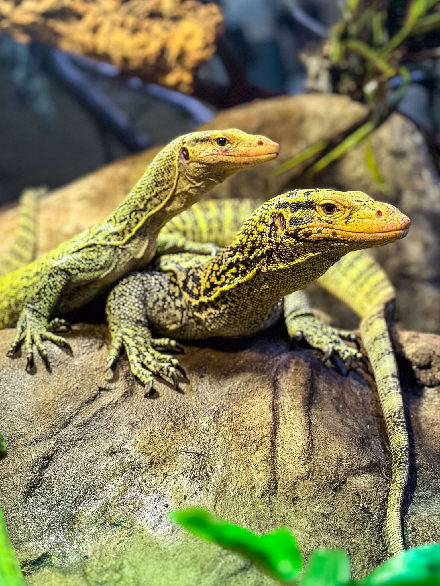 Meet The Animals – Reptilia Zoo