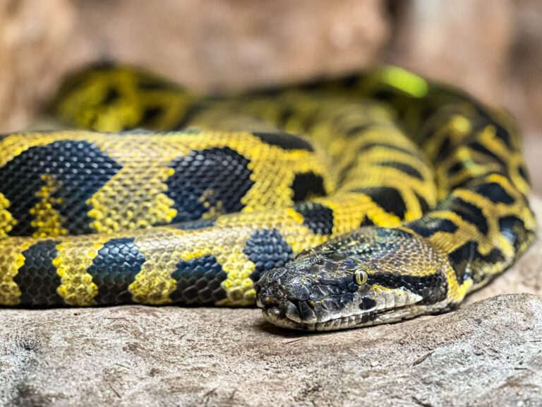Meet The Animals – Reptilia Zoo