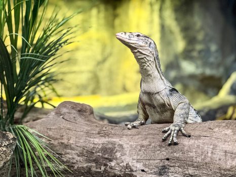 Asian Water Monitor – Reptilia Zoo